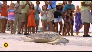 Delfines kaland 2. (2014) | Mozipremierek.hu