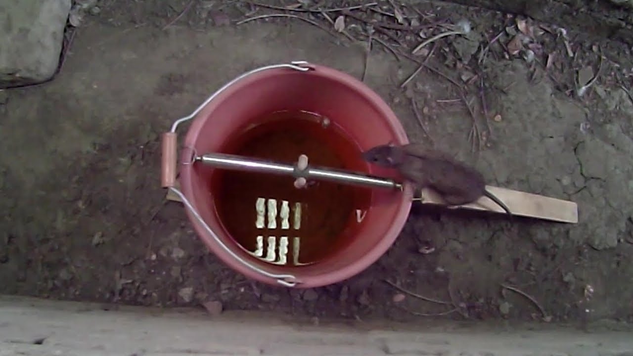 老鼠陷阱真有那麼神奇嗎？mouse trap fail! - YouTube