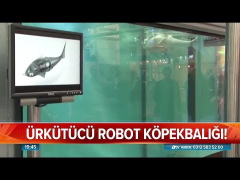 Ürkütücü robot köpekbalığı! - Atv Haber 15 Ağustos 2019