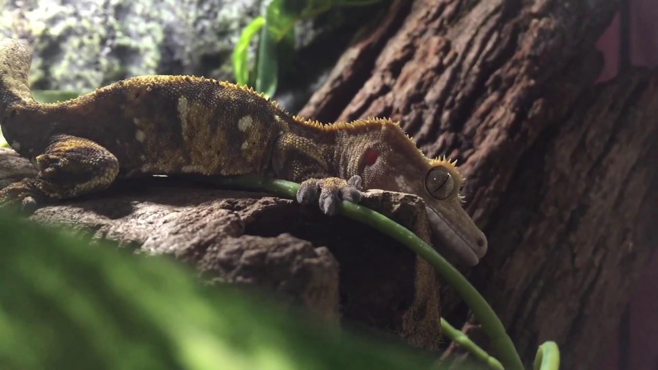 Crested Gecko with calming music - YouTube