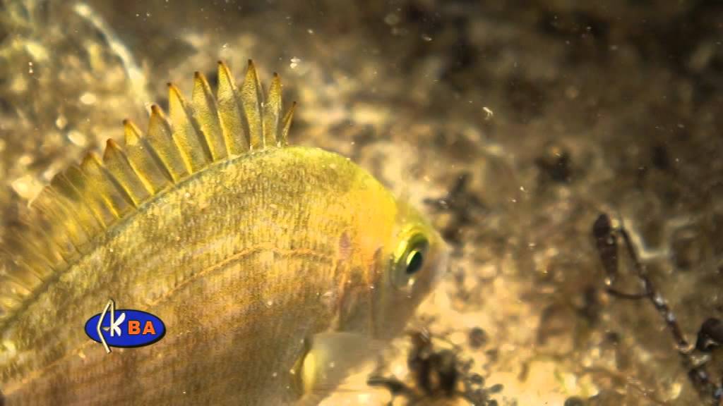Ласкирь. Морской карась. Рыбы Черного моря. Diplodus annularis Annular ...