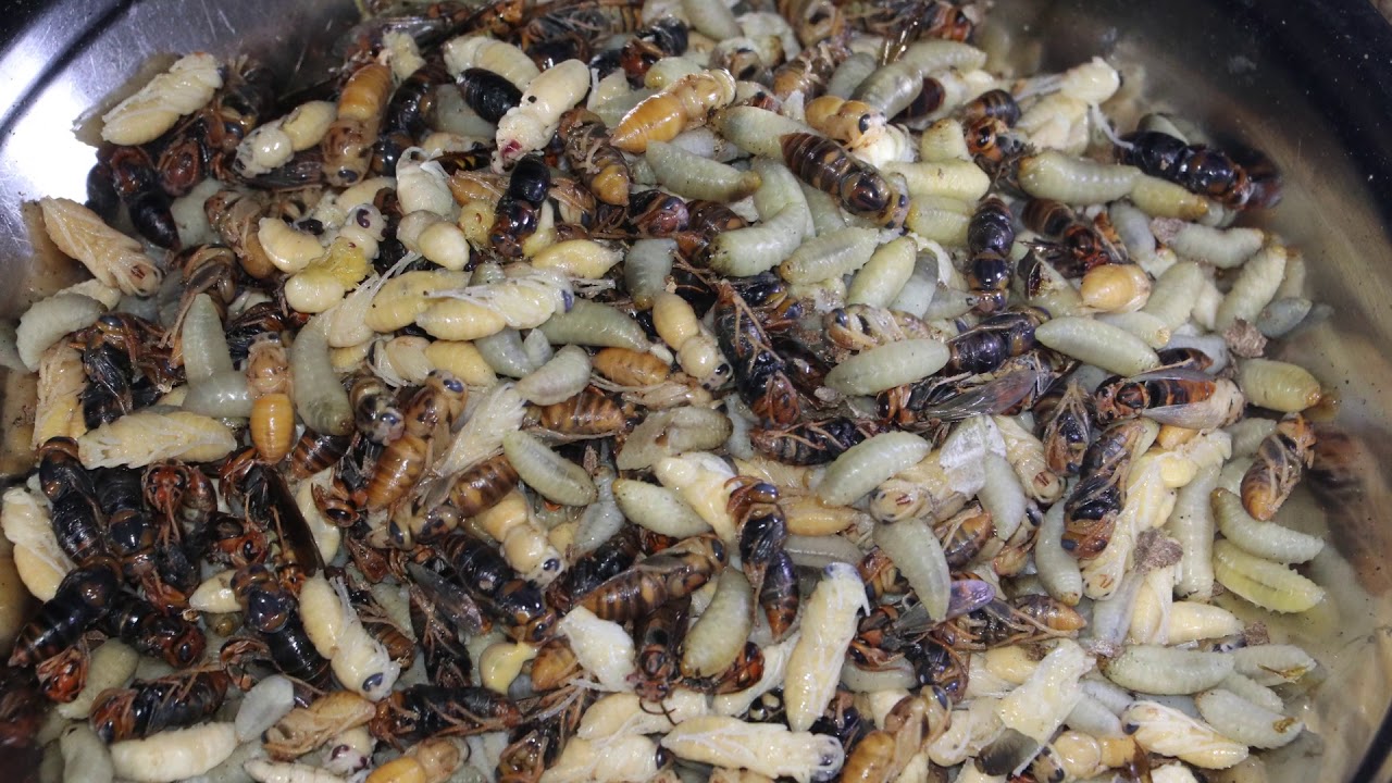 Hornet Hunting (अरिंगाल सिकार) - YouTube