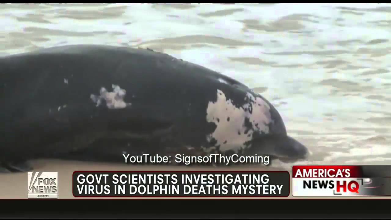 Hosea 4 : Mysterious dolphin die off on East Coast from possible ...
