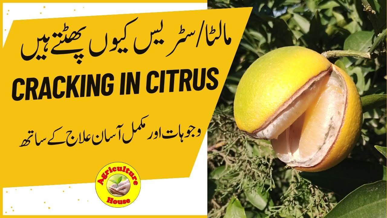 Why Do Citrus Fruit crack/ Cracking of citrus fruits, reasons and ...