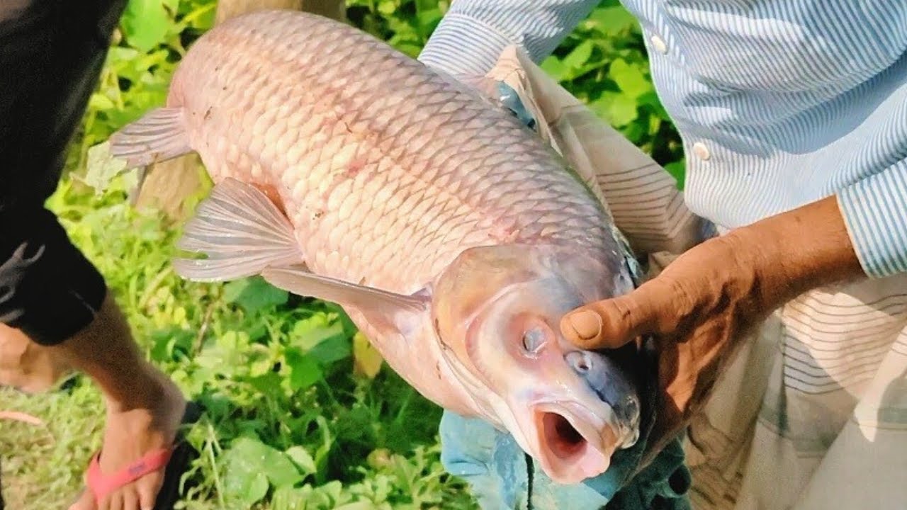 Big Fish Catching Video | Amazing Fishing With Traditional Hook | Best ...