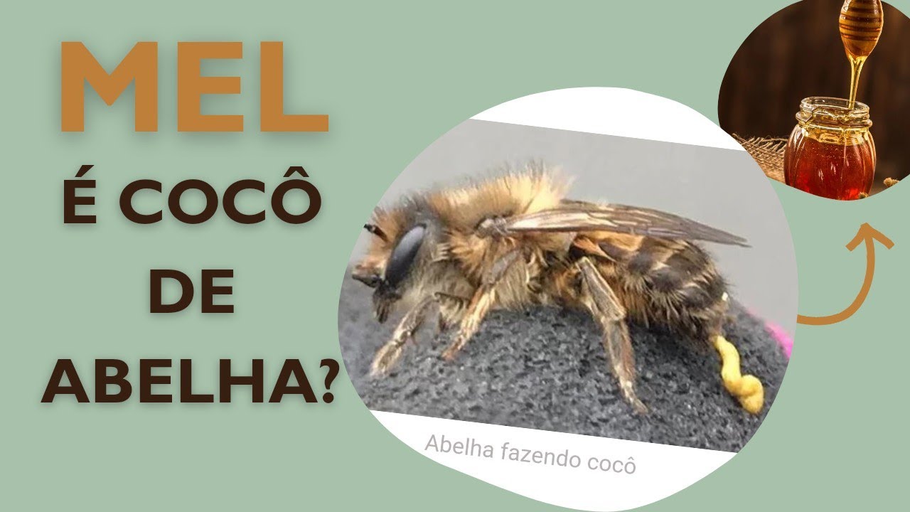 DE ONDE VEM O MEL? Mel é COCÔ ou VÔMITO das Abelhas?Como as Abelhas ...