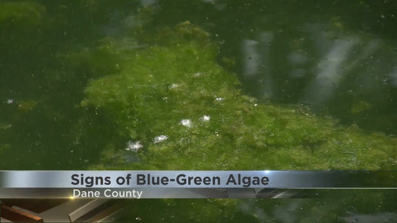 Signs of blue-green algae - YouTube
