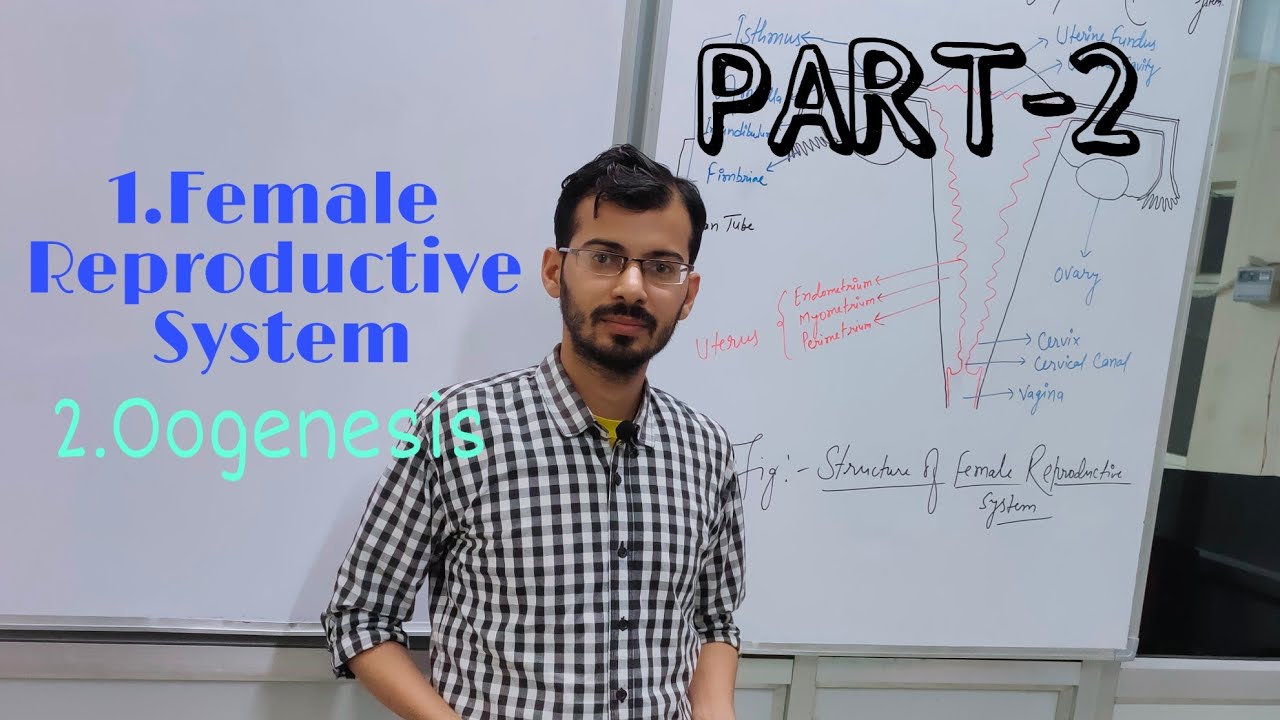 Human Reproduction/Important Diagrams/Biology/Class-12th(Female ...