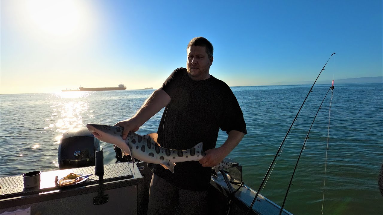 San Francisco bay red tide fishing halibut and sharks - YouTube