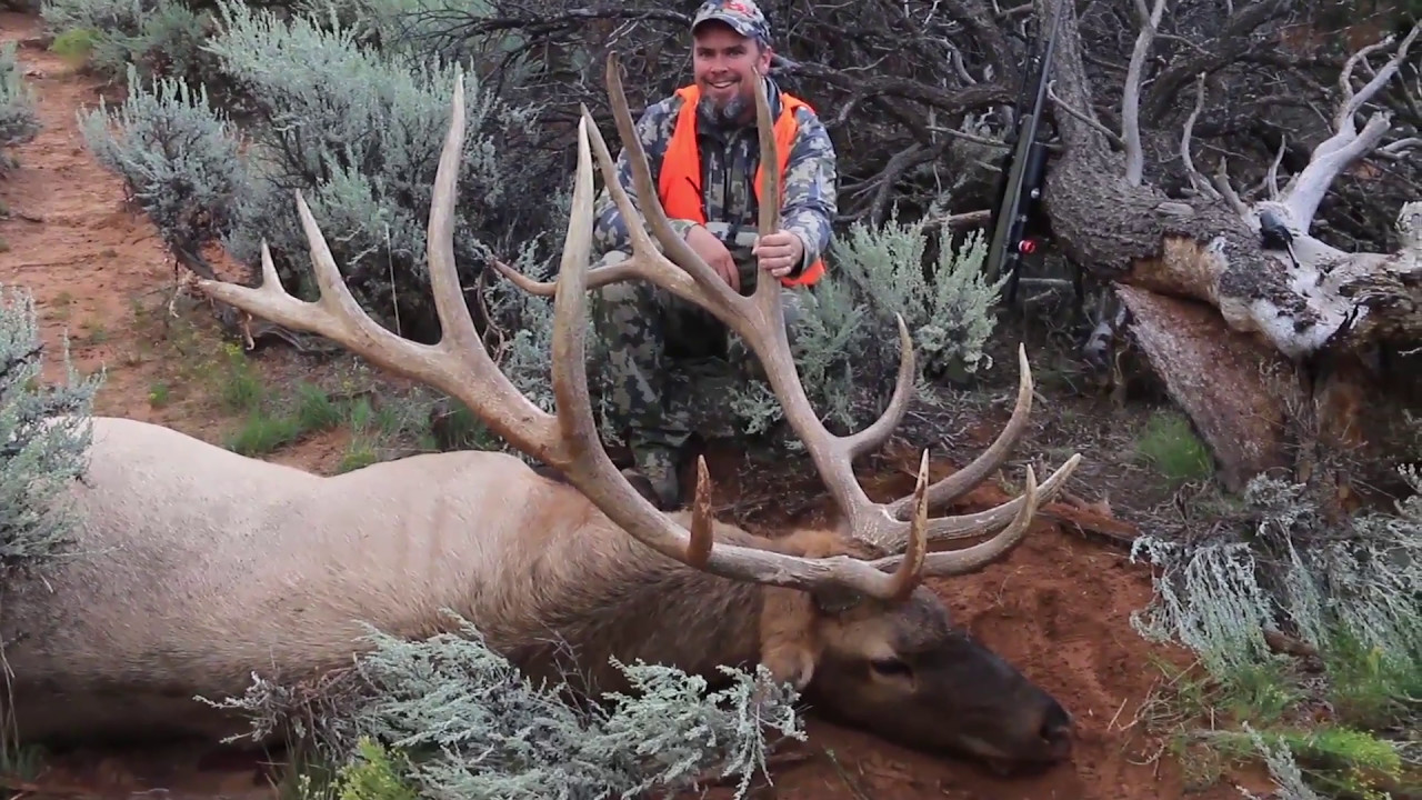 Monster Bull Elk