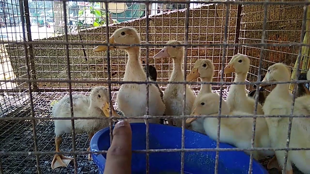 Vigova duck, nadan tharav, നാടൻ താറാവ്, താറാവ് കുട്ടികൾ, - YouTube