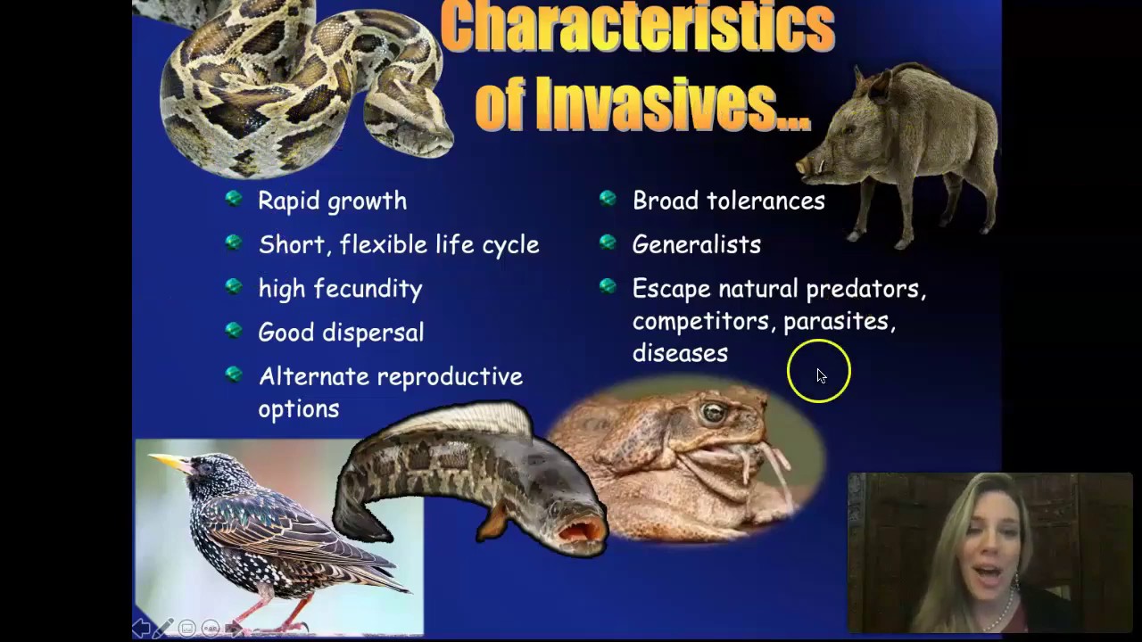 Invasion of the Ecosystem Snatchers: Invasive Species - YouTube