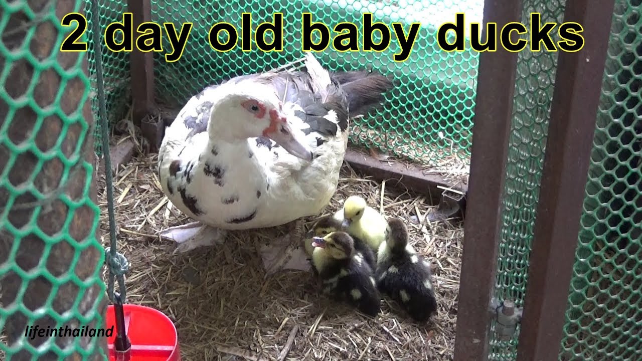Newly hatched baby ducks, and mom with a plan. - YouTube