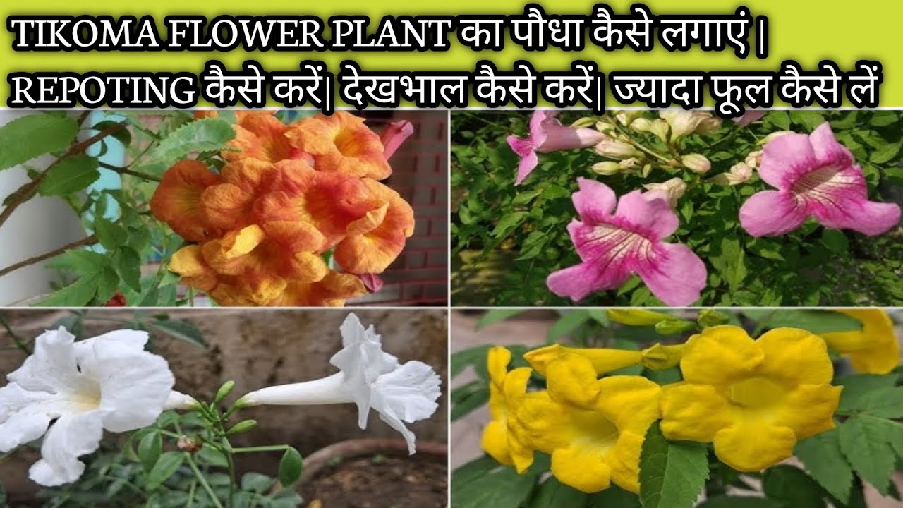 🔴TIKOMA FLOWER PLANT का पौधा कैसे लगाएं | REPOTING कैसे करें| देखभाल ...
