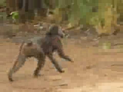 Baboon Running at Samburu Reserve - YouTube
