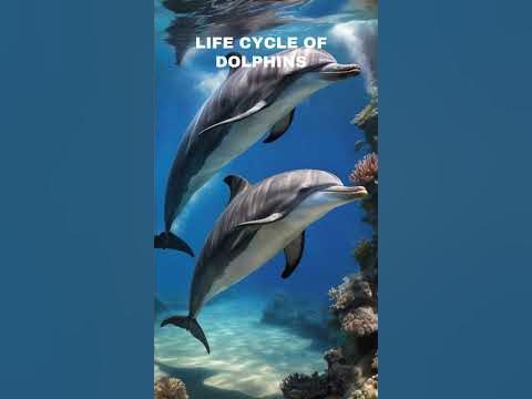 "Dolphin Dynamics: Exploring the Vibrant Life Cycle of Oceanic ...