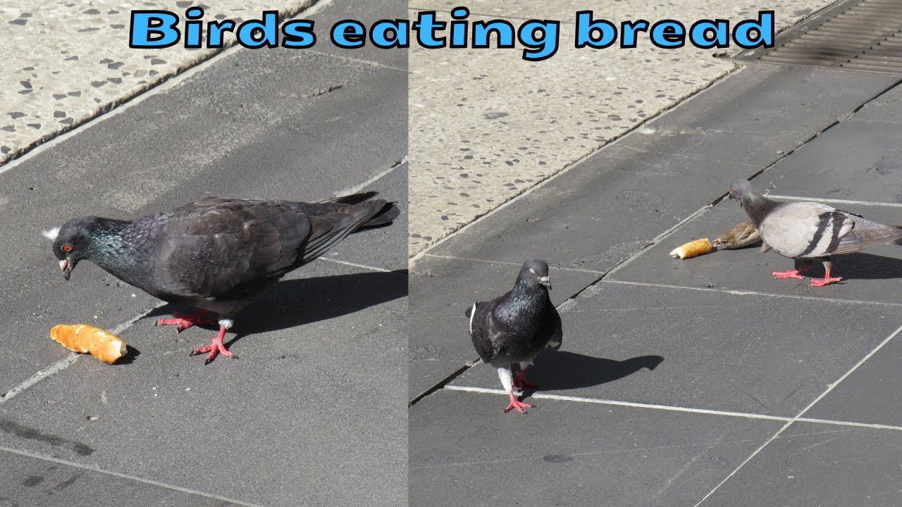 Pigeons eating some bread - A pigeon had a feather stuck on its head ...