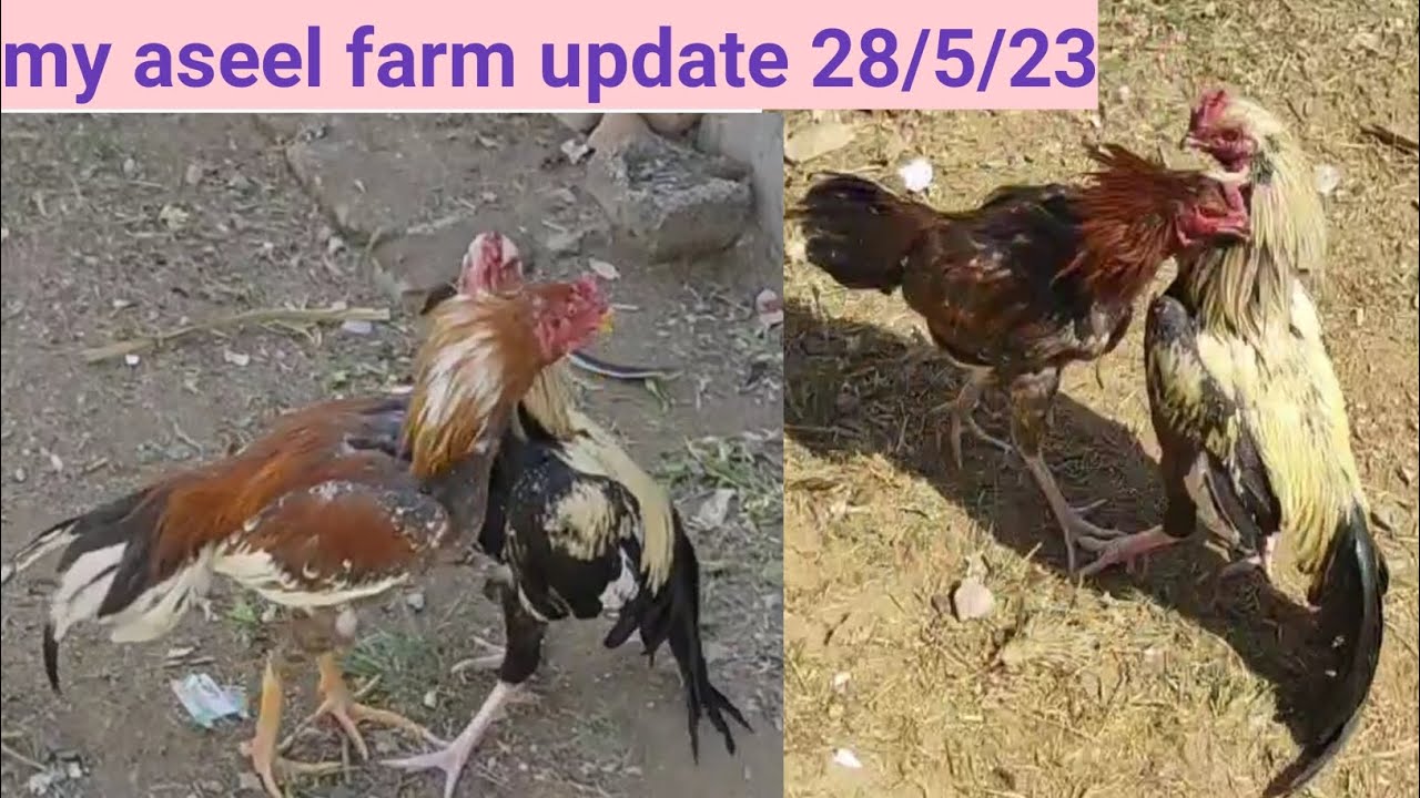 my aseel farm update |Aseel farm||Aseel shoq|#birdslover #petsvlog # ...
