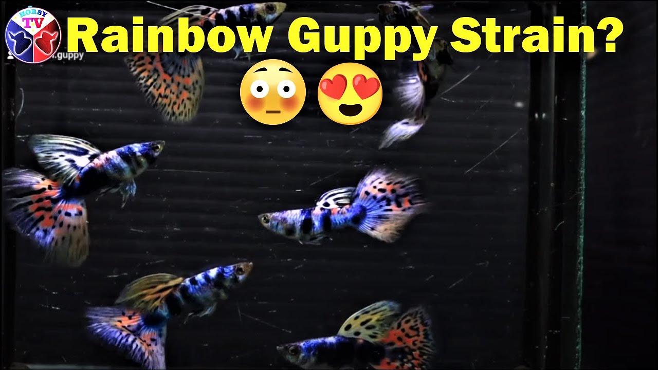Amazing Rainbow Hybrid Guppy Fish Strain! - YouTube