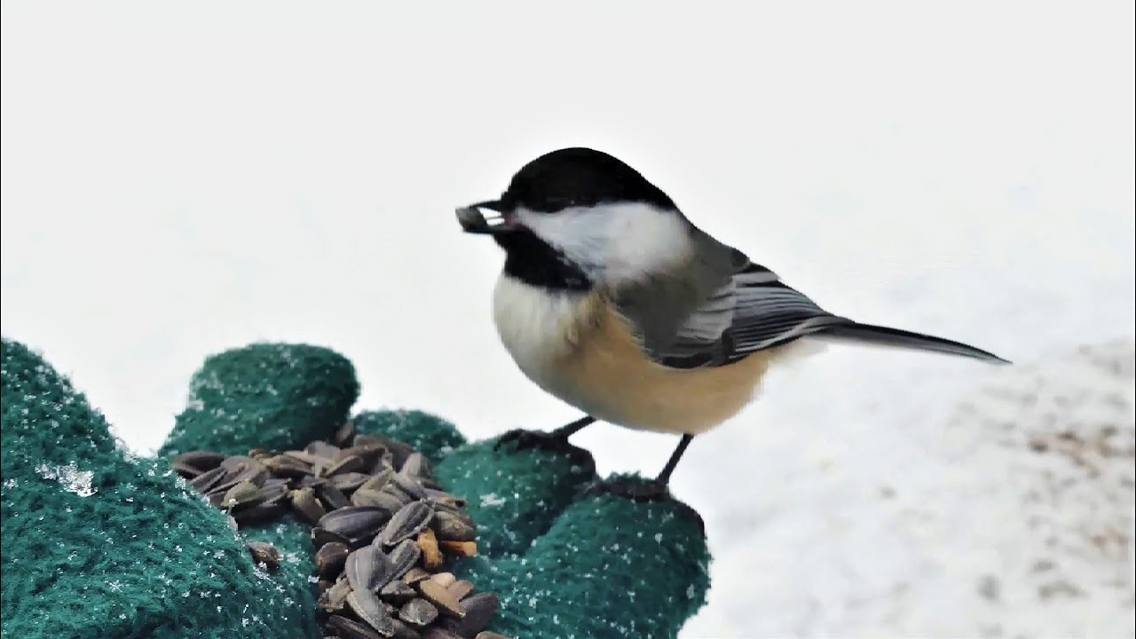 Adorable Black-capped Chickadees Eat Seed Out of My Hand; Some Sing ...