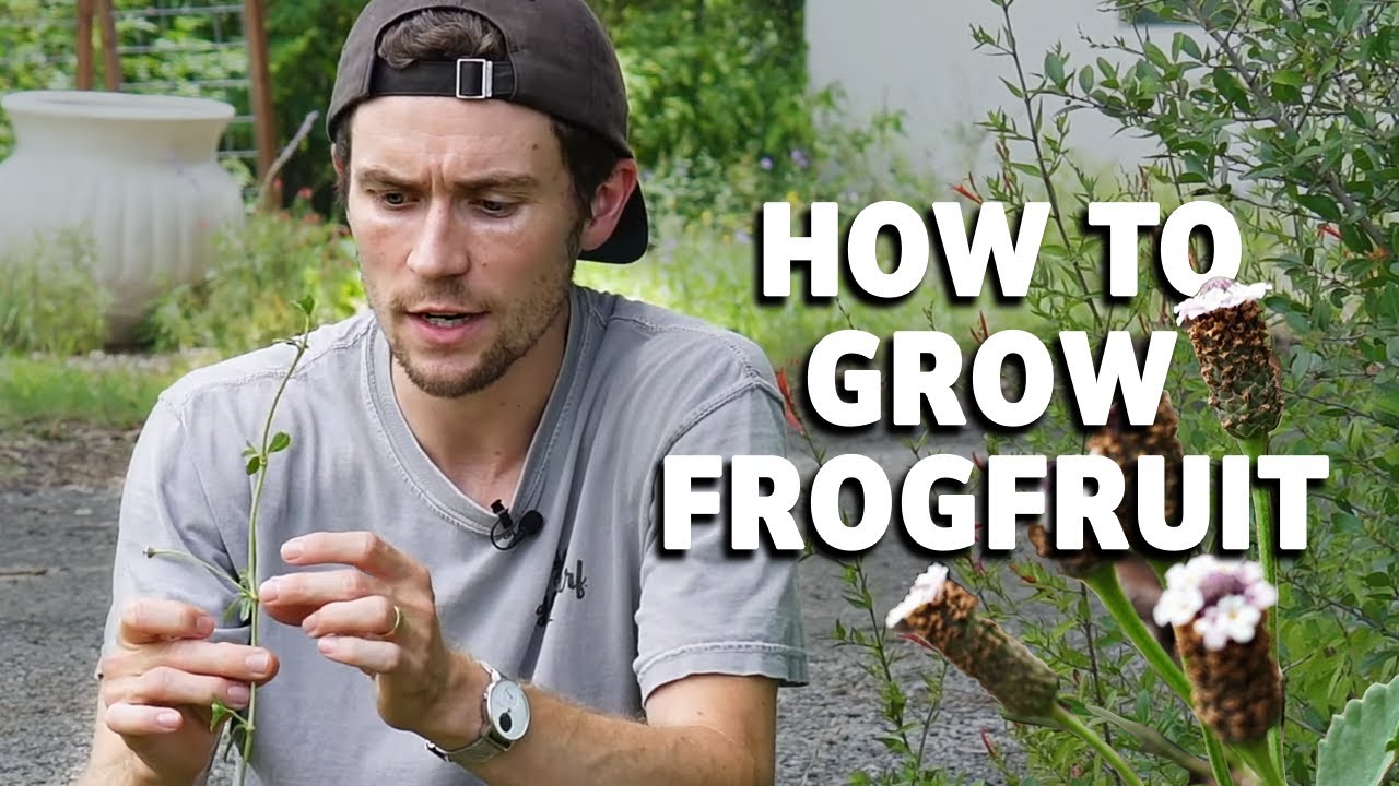 The Complete Guide to the Texas Frogfruit (Phyla nodiflora): Native ...