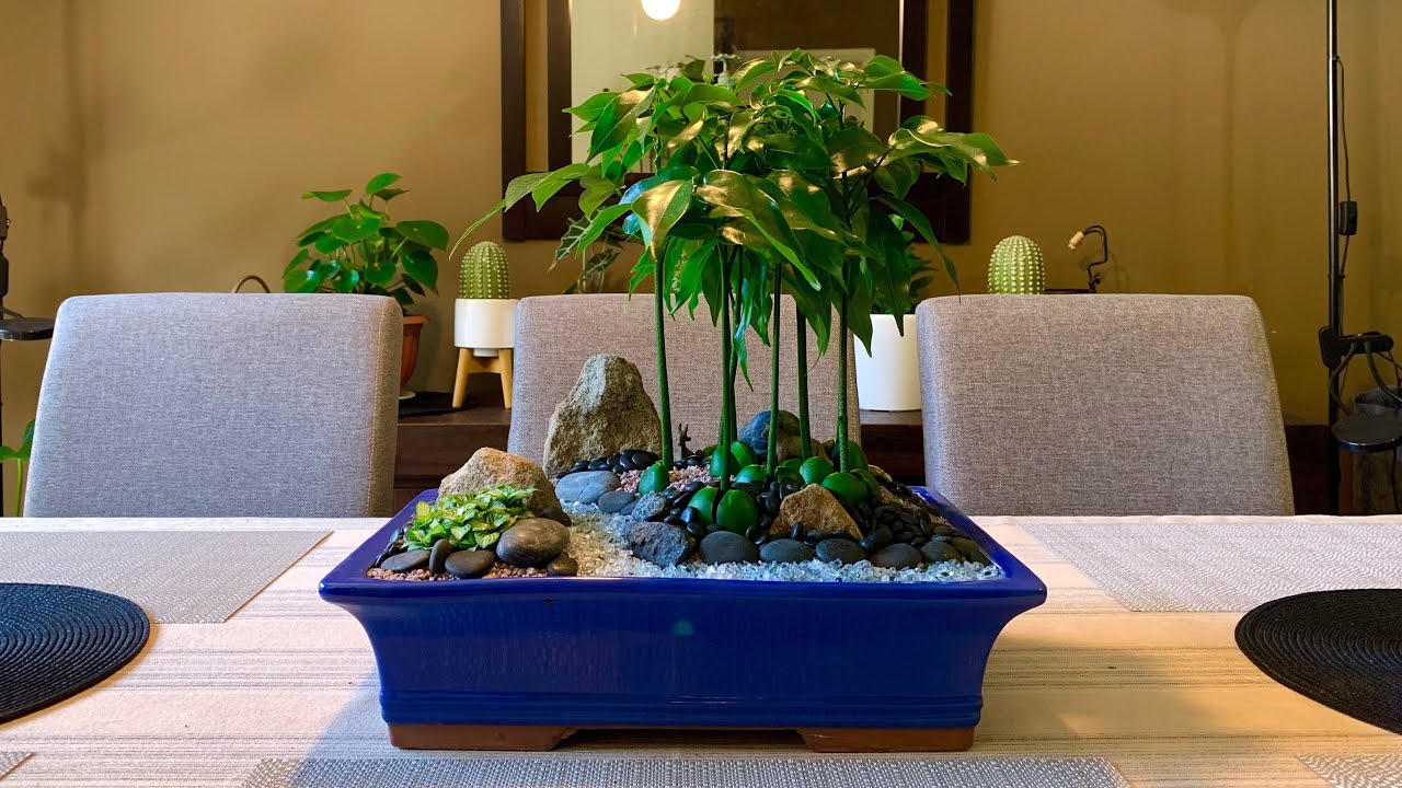 Magic Bean Plant in Glazed Terracotta Bonzai Pot arrangement - YouTube