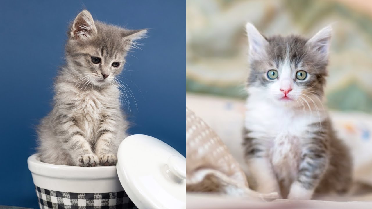 Cat Video | Cat Video for Cats To Watch | Cat Videos Funny - YouTube