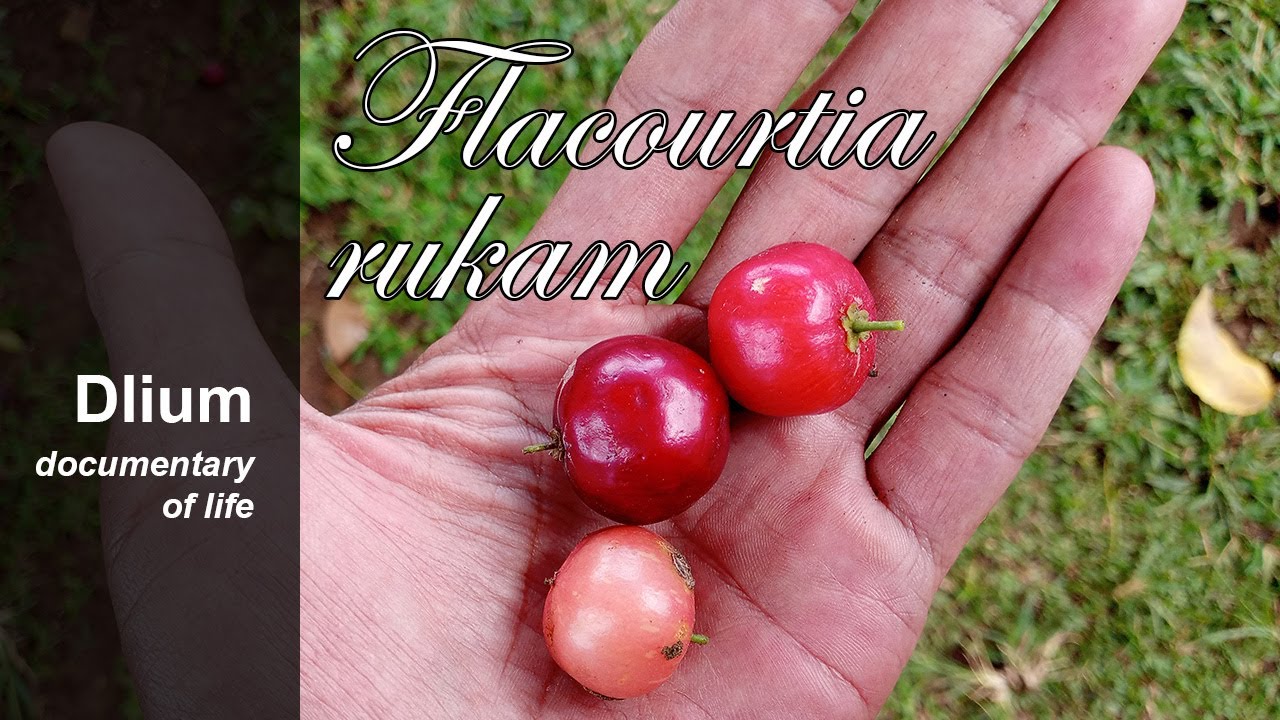 Rukam (Flacourtia rukam) - YouTube