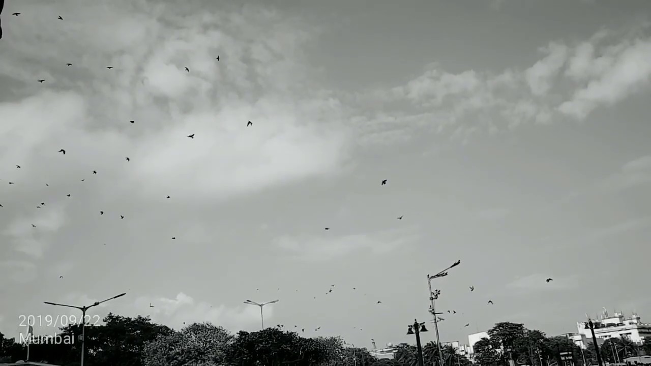 Birds flying in slow motion - YouTube