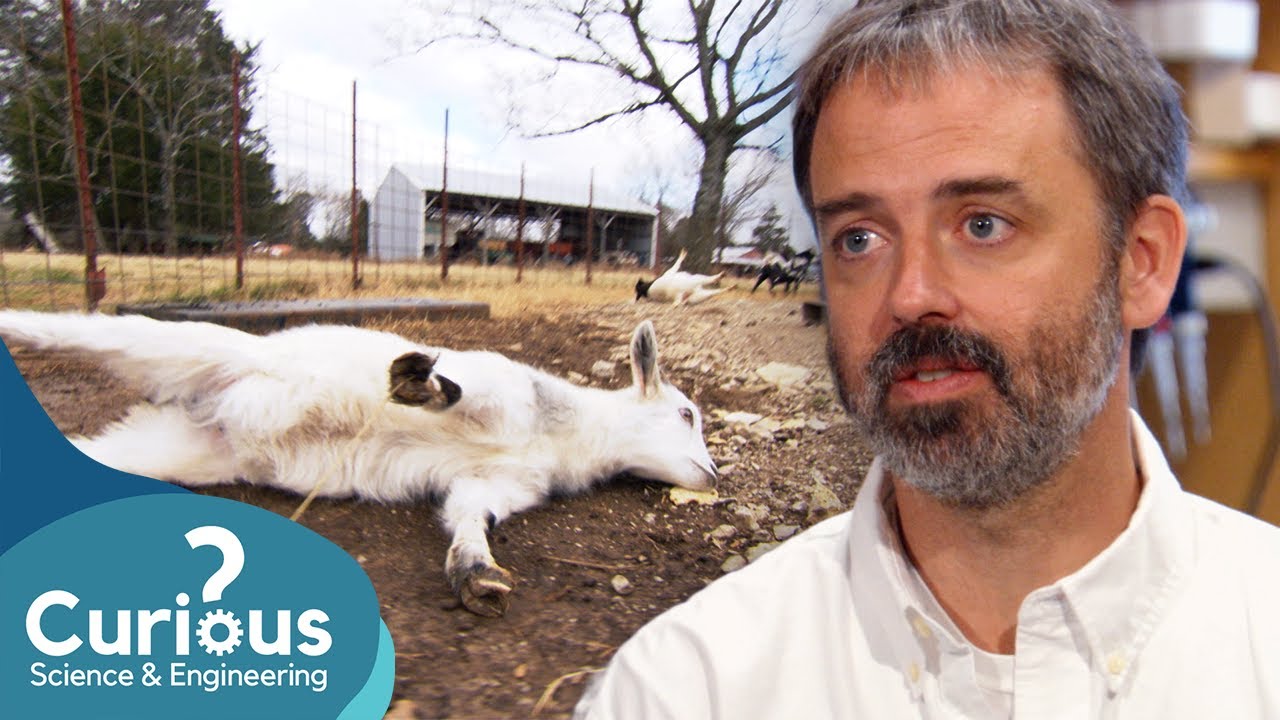 Why Do Goat's Freeze? | ExperiMental | Curious?: Science and ...