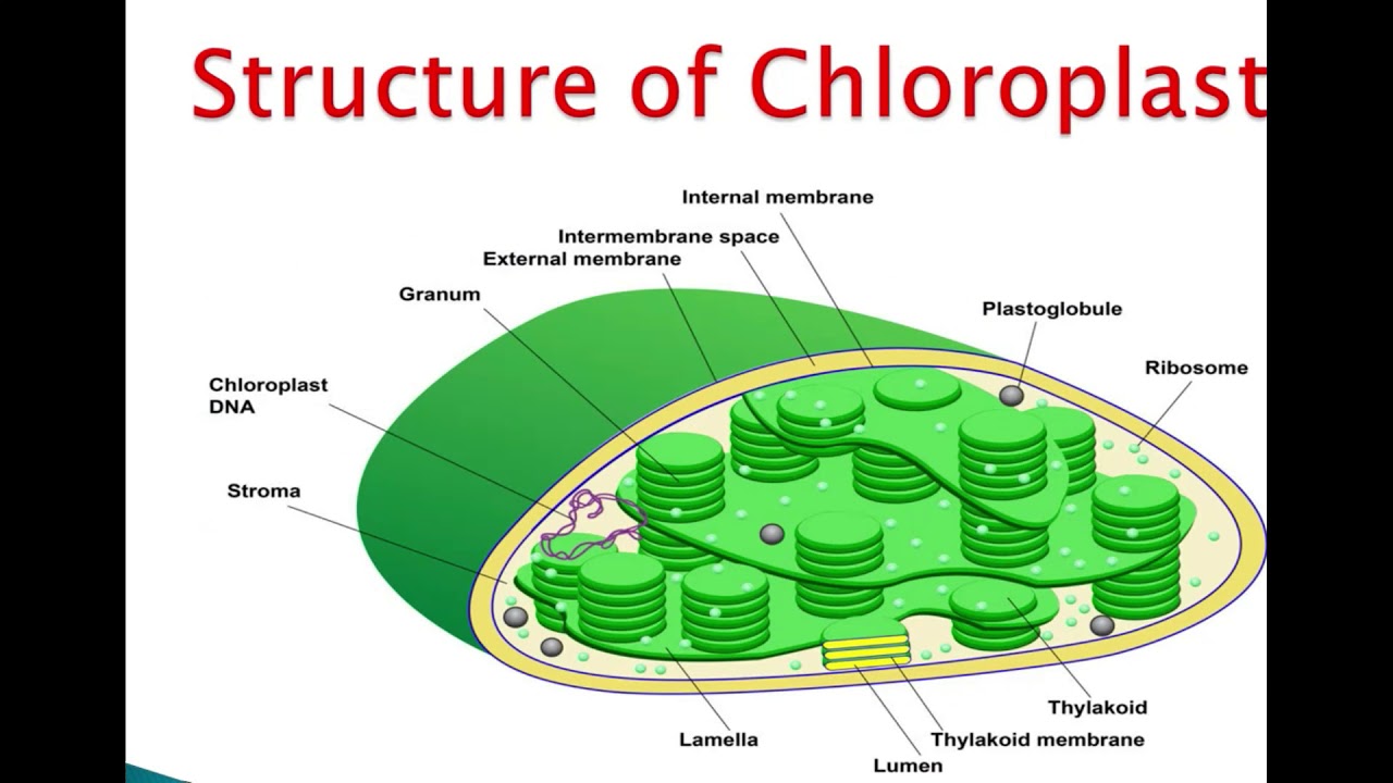 Plastids | Chloroplast, Chromoplast & Leucoplast | Class 11 Biology ...