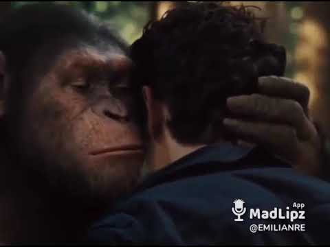 Succhia il mio cazzo peloso