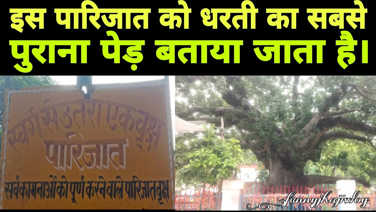 संसार का सबसे पुराना पेड | World oldest Tree - parijat ka ped, parijat ...