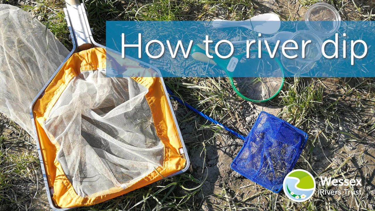 How to river dip! - River Wildlife Investigators - YouTube