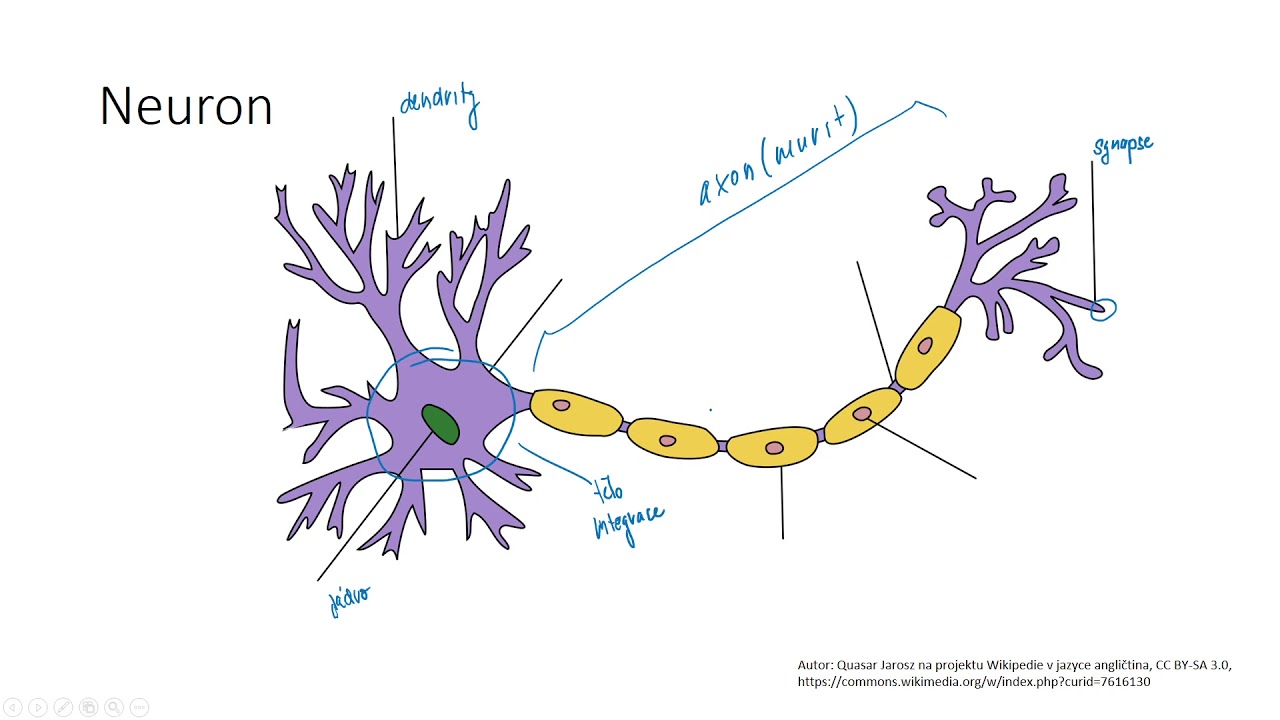 Nervová soustava I - neuron a neuroglie - YouTube