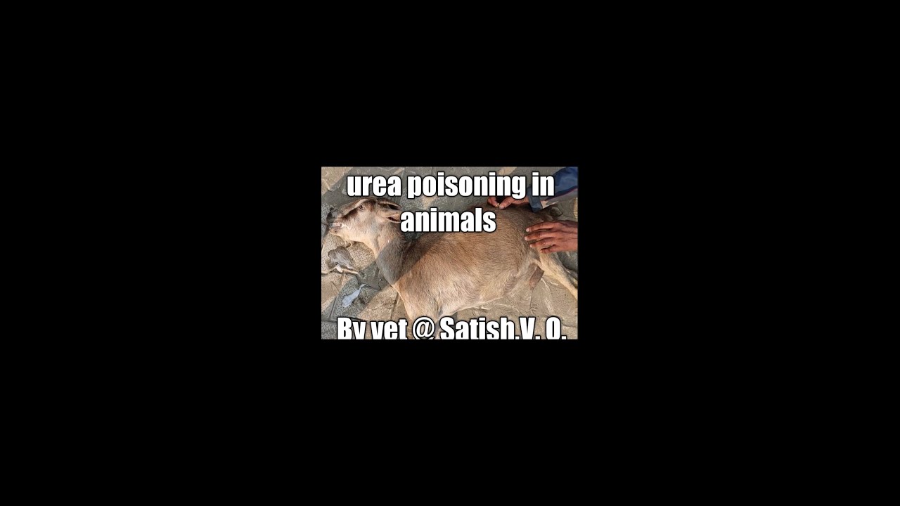 Urea poisoning in animals //goats// पशुओं में यूरिया विषाक्तता - YouTube