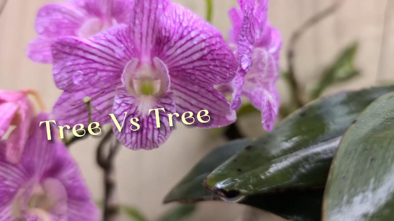 Tree Vs Tree រឿងនិទាន ដើមឈើ និងដើមឈើ - YouTube