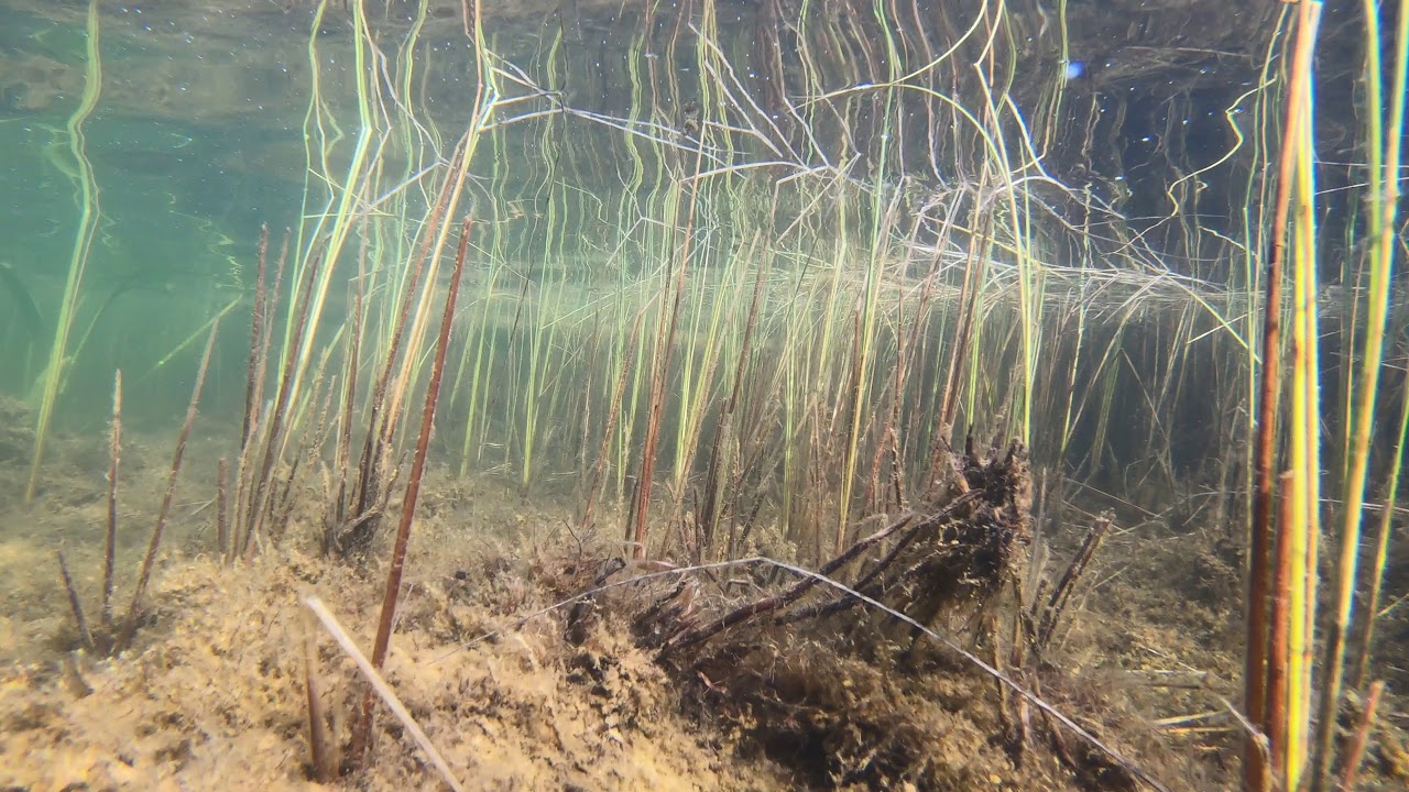 Northern Redbelly Dace, Finescale Dace - Central Alberta Lake - YouTube