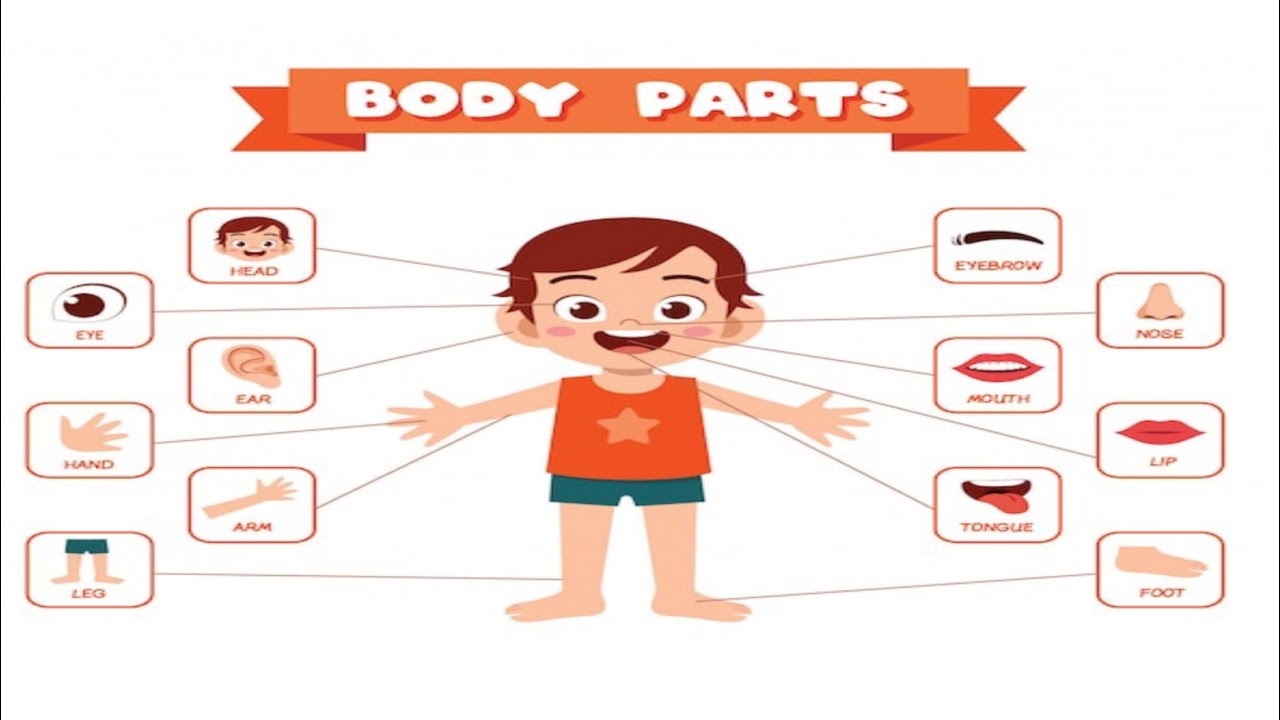 Learn Parts of Body Name|Body Parts Name for Kids|Human Body Parts|Body ...