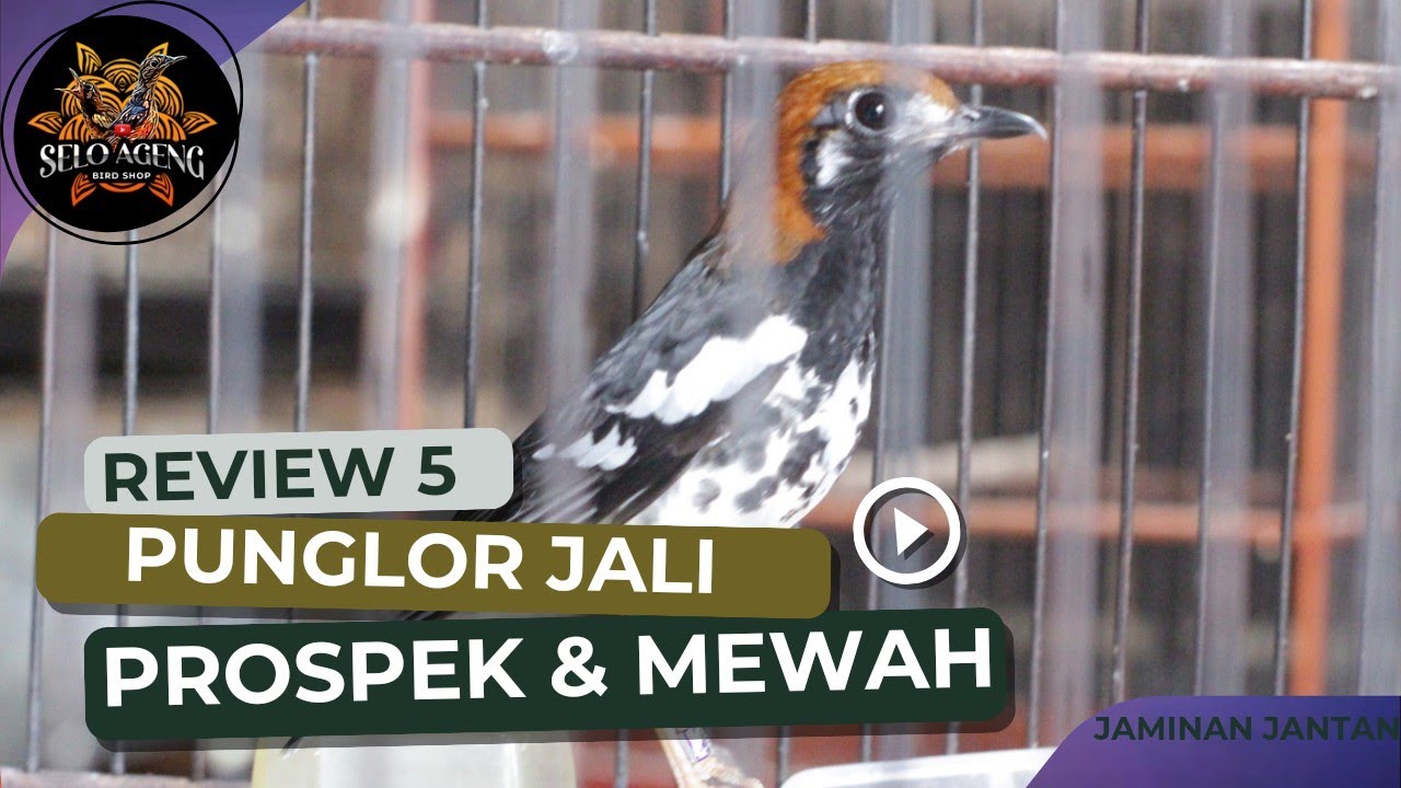 5 Ekor Punglor Jali Lepas Trotol Prospek - YouTube