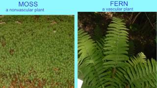 MOSSES ARE NONVASCULAR PLANTS
