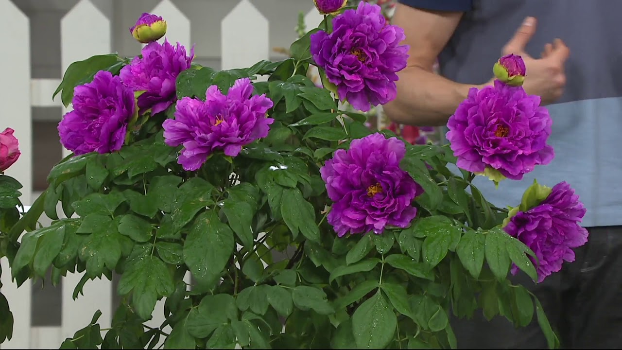 Roberta's 1-pc. Long Lived Ancient Chinese Tree Peony on QVC - YouTube