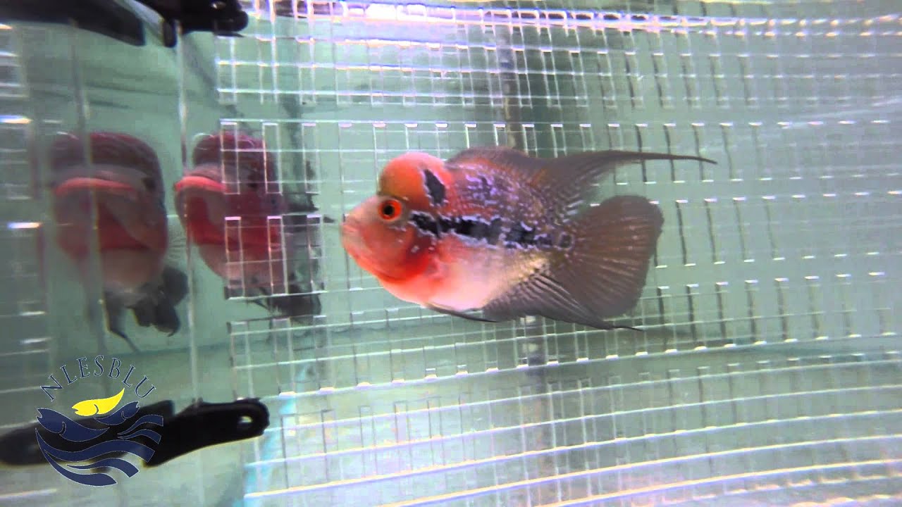 Super Red Dragon Flowerhorn - YouTube