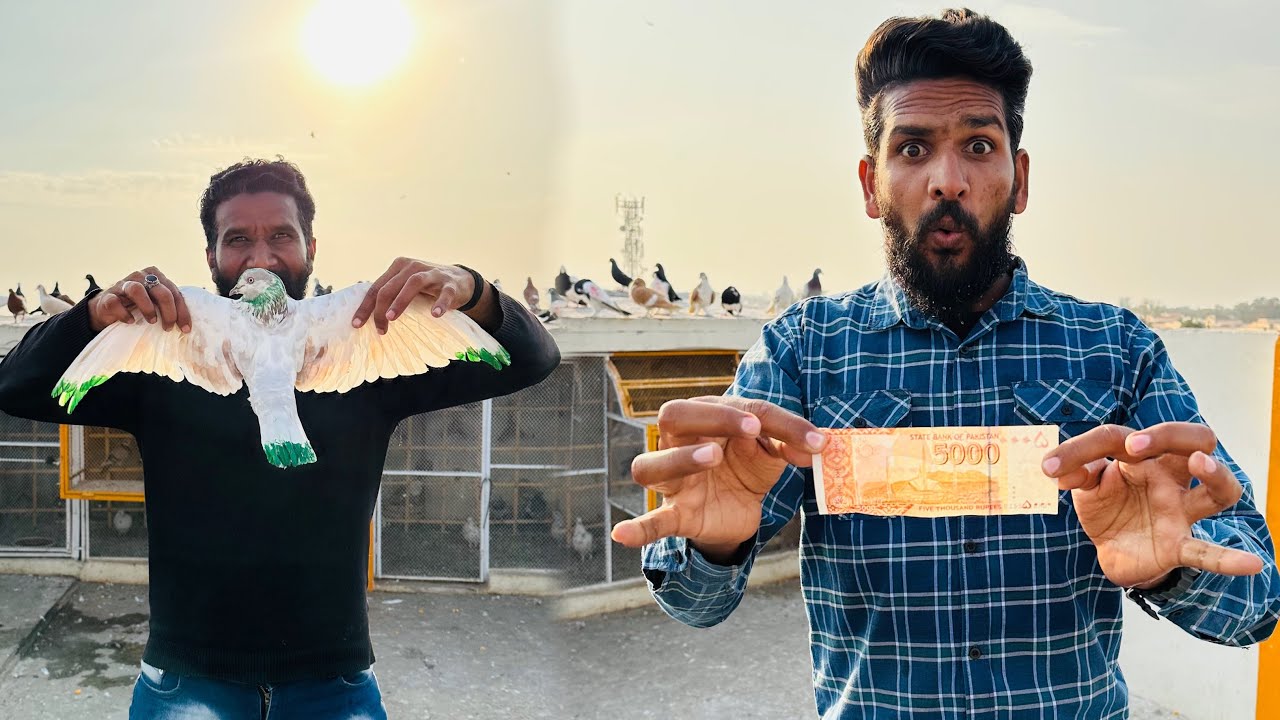 Bazzi wali Aseel kabutari par 5 hazar bandh kar ura diya 😱😮 - YouTube