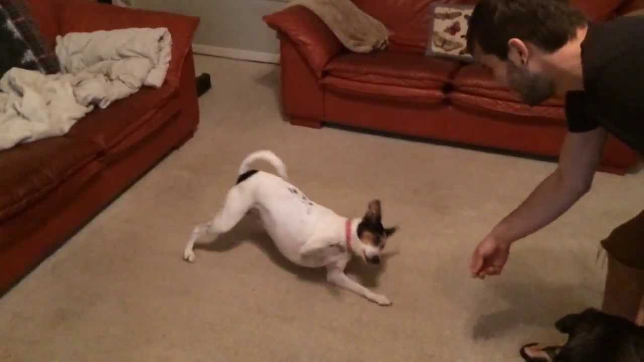 Break Dancing Puppy - YouTube