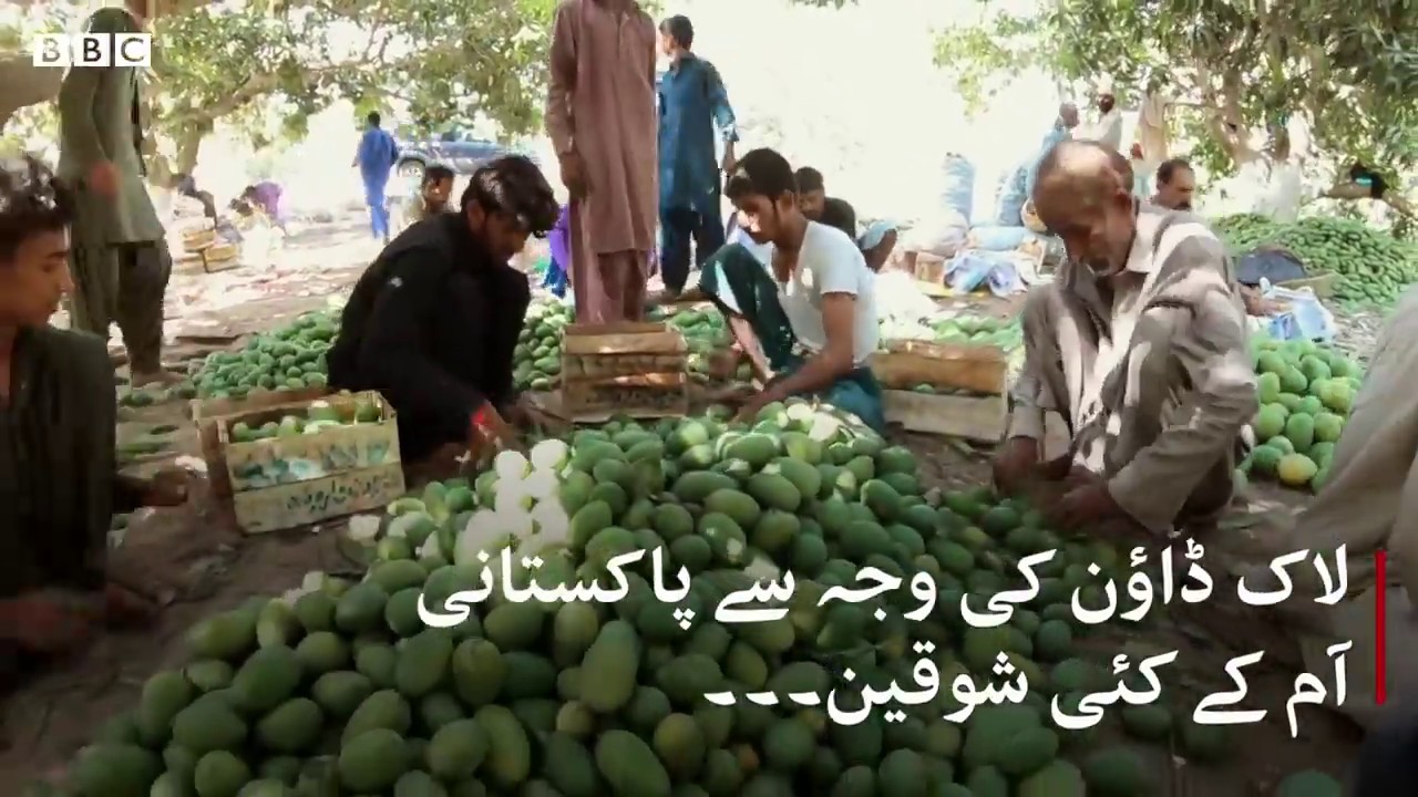 Pakistani Mango Farming Sindh Awesome Pakistan Agriculture Technology ...