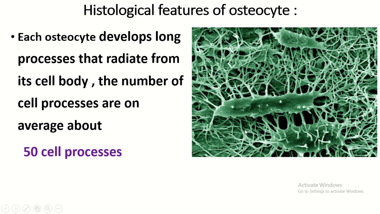 Histology of different types of osteocytes - YouTube