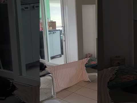 #cat gatto siberiano che salta