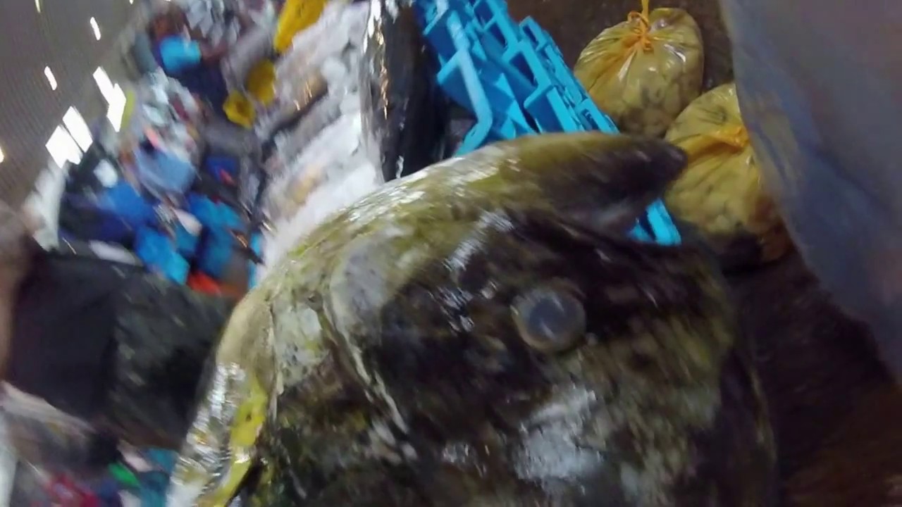 🔵 Large Fish - Central Fish Market Lima Peru - Terminal Pesquero - ESL ...