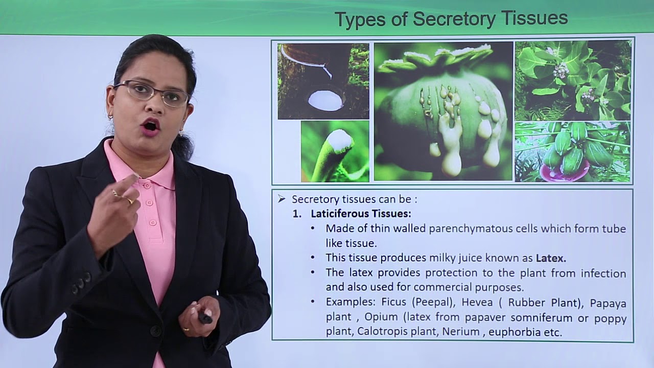 Class10th – Secretory Tissues Types and Function | Xylem | Tutorials ...